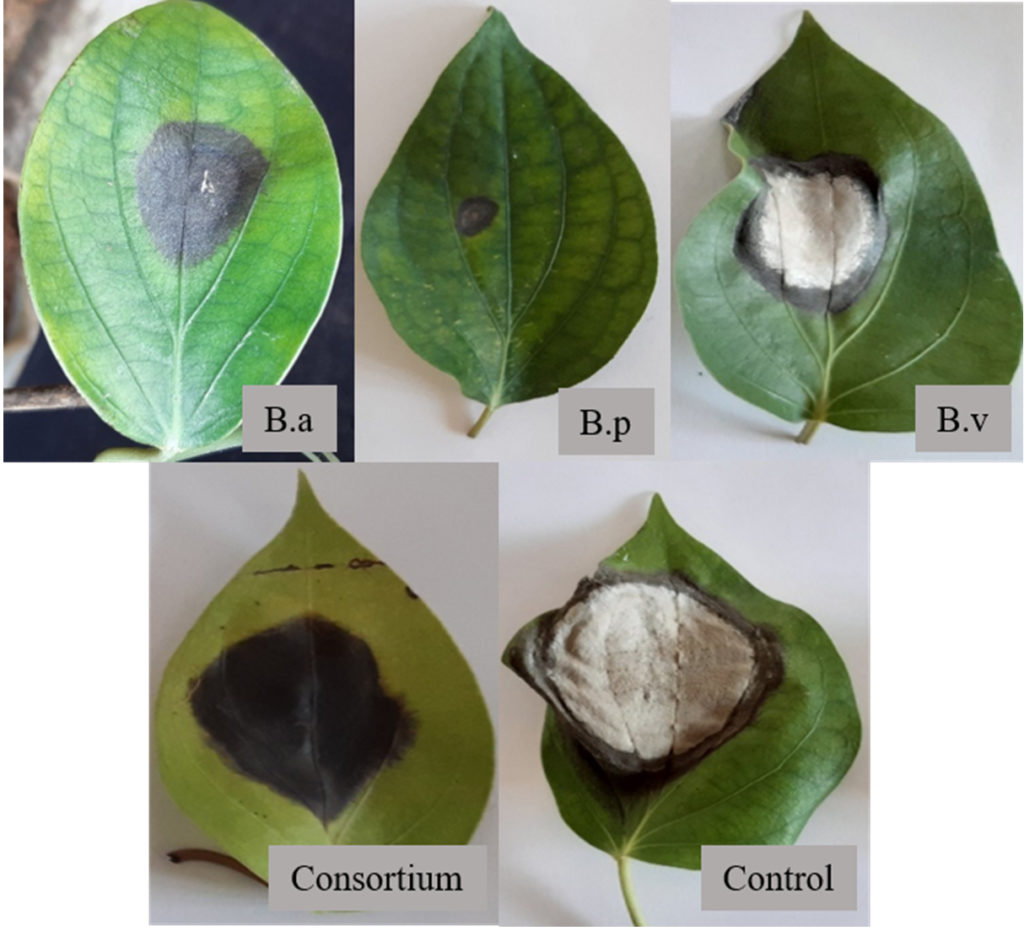 Bacterization with Endospore-forming Bacillus spp. Promotes Plant ...