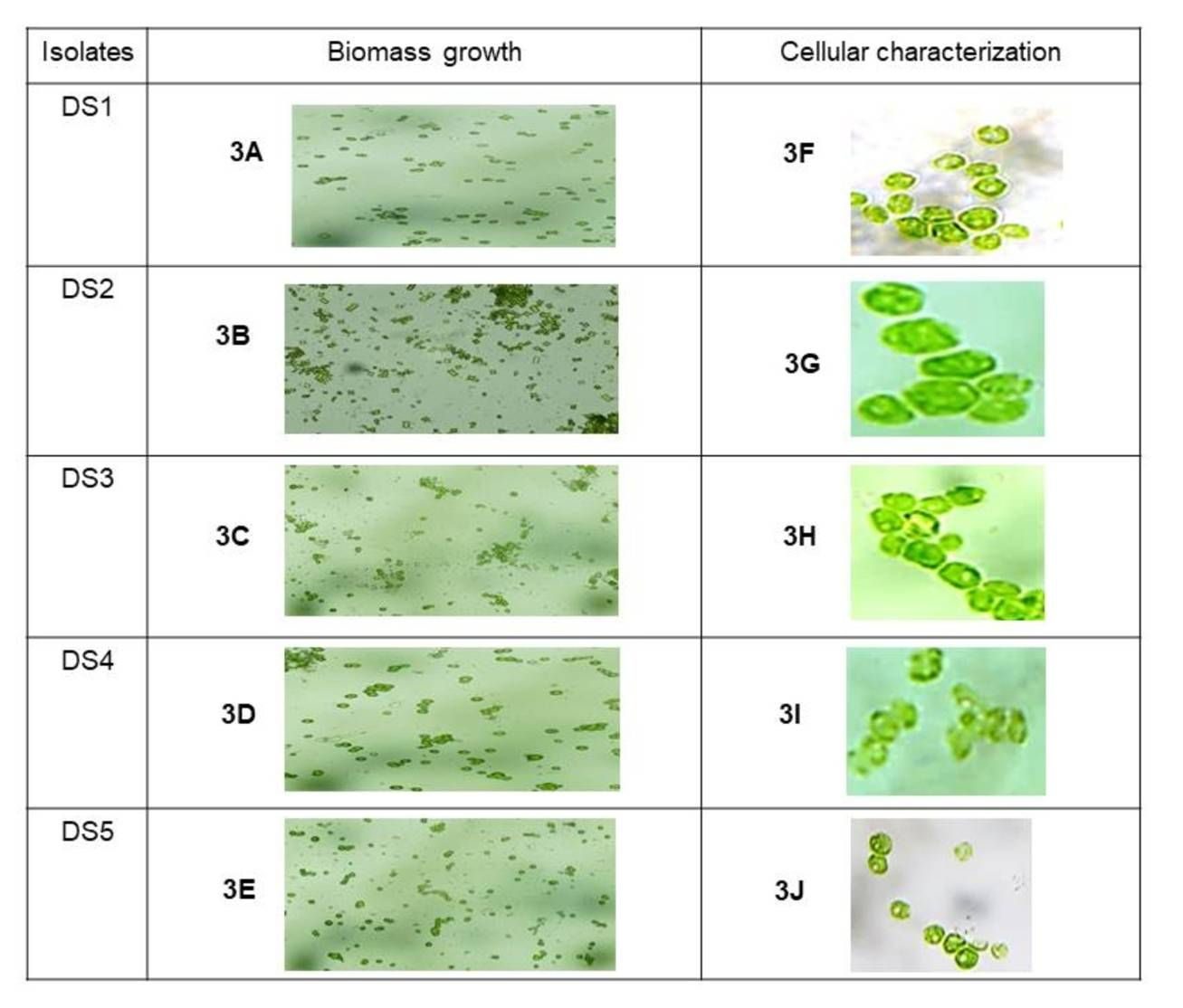 Qualitative and Quantitative Studies on Biopigment Producing Algal ...