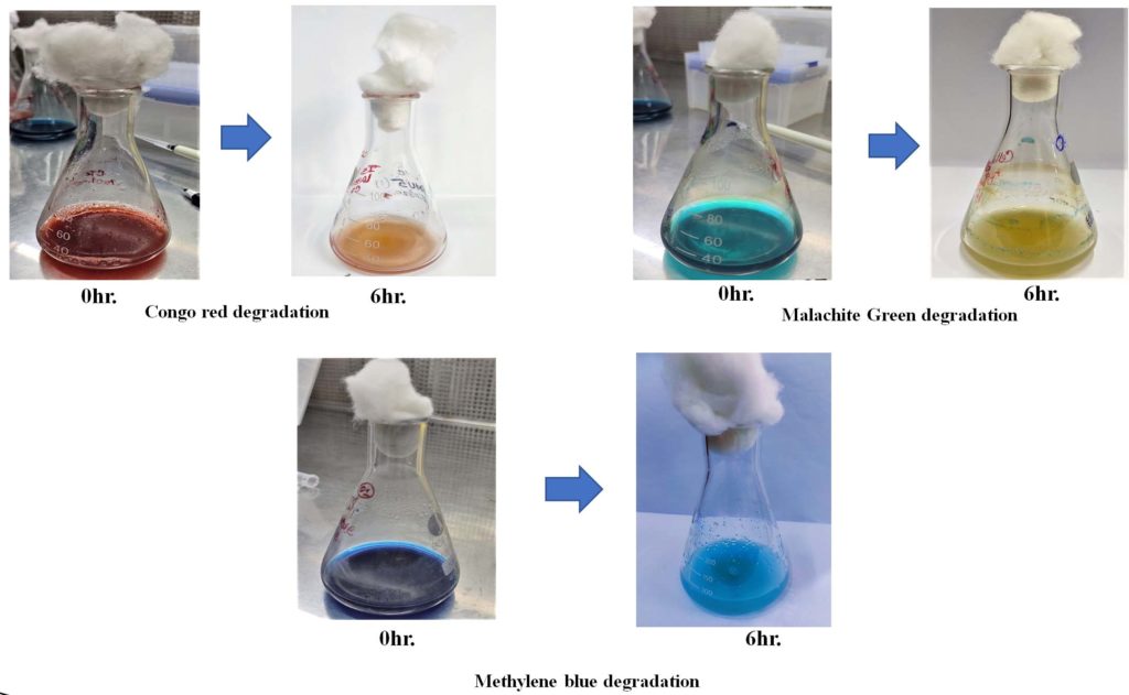 Isolation and Screening of Dye Degrading Lignocellulolytic Bacteria ...