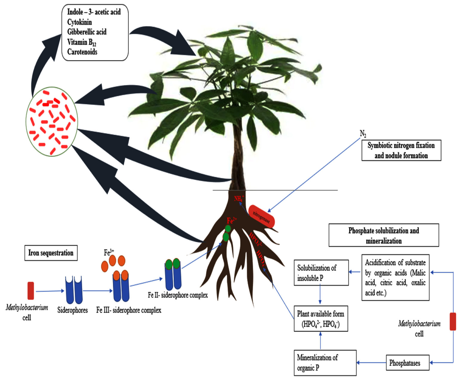 Pink Pigmented Facultative Methylotrophs (PPFMs): Potential ...