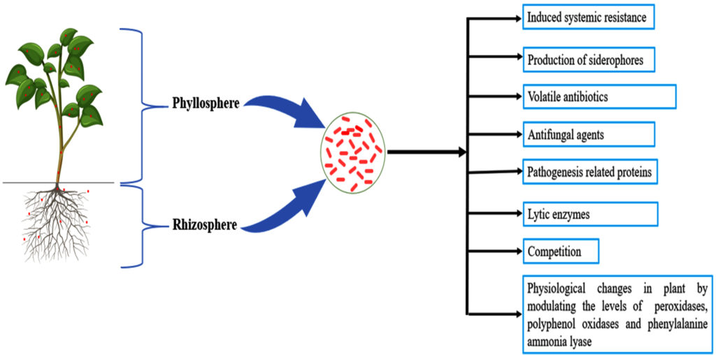 Pink Pigmented Facultative Methylotrophs (PPFMs): Potential ...