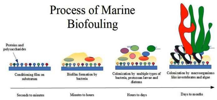 Bioprospecting and Exploration of the Natural Antifouling Approaches ...