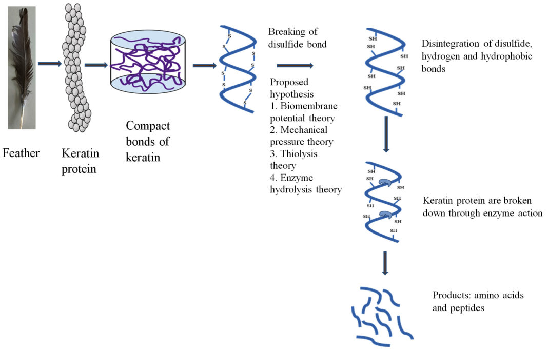 Current Progress and Biotechnological Applications of Microbial ...