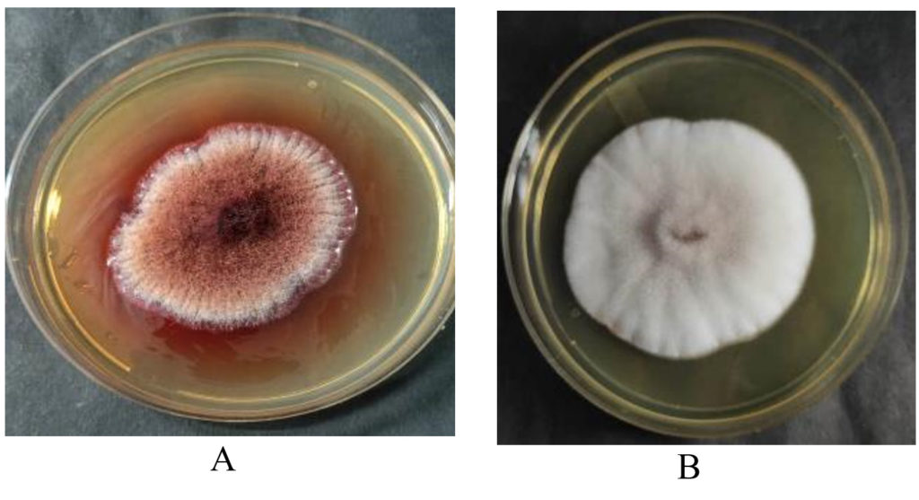 Enhancement of Monacolin K Production by Intergeneric Hybridization ...