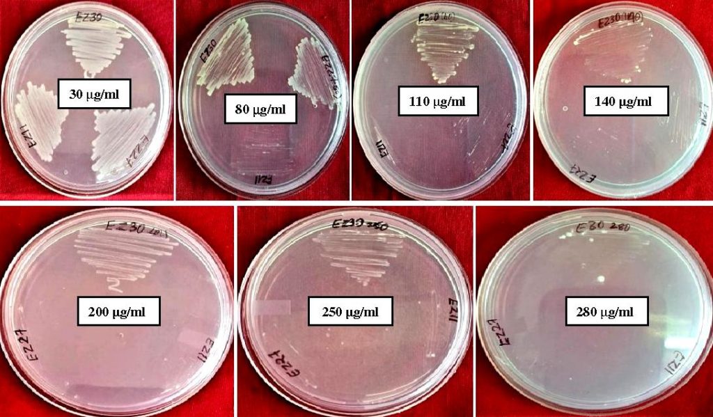 Isolation, Characterization, and Investigation on Potential Multi-trait ...