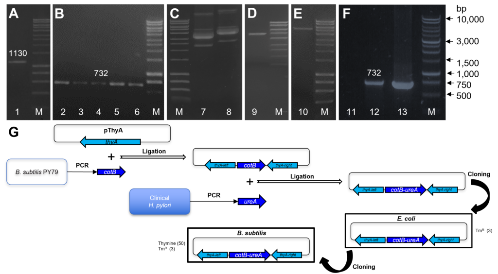 Environmentally Responsible Bioengineering for Spore Surface Expression ...