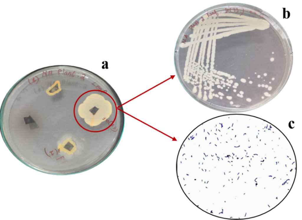 Exploring the Potential of Bacillus velezensis, an Endophytic Bacteria ...