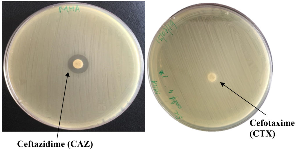 Genomic Determinants and Antimicrobial Resistance Pattern of Clinical ...