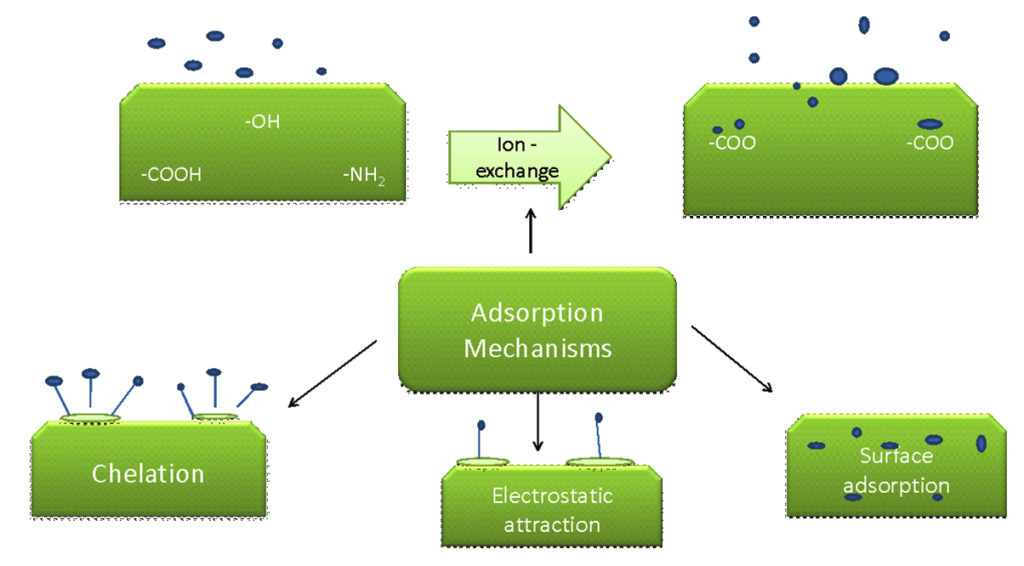 Harnessing the Power of Bio Adsorbents: A Review on Sustainable ...