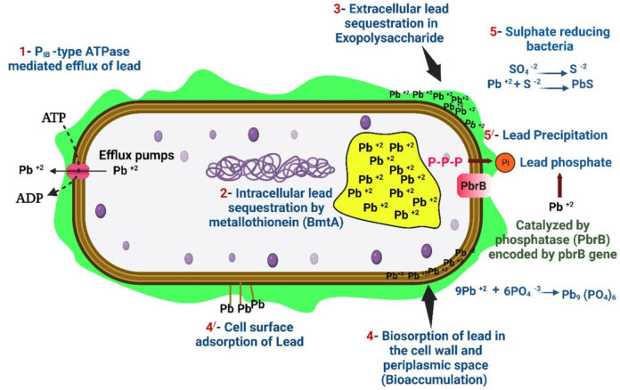 Lead: Natural Occurrence, Toxicity to Organisms and Bioremediation by ...