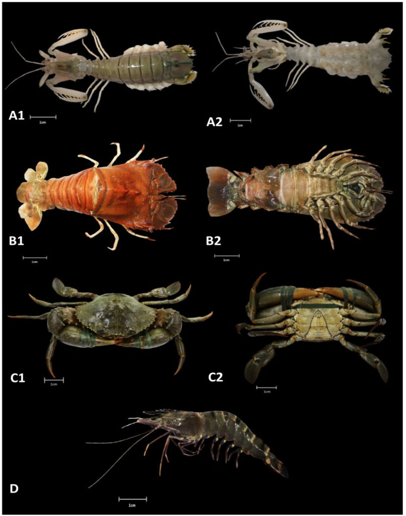 Molecular Identification and Phylogenetic Analysis of Bioluminescent ...