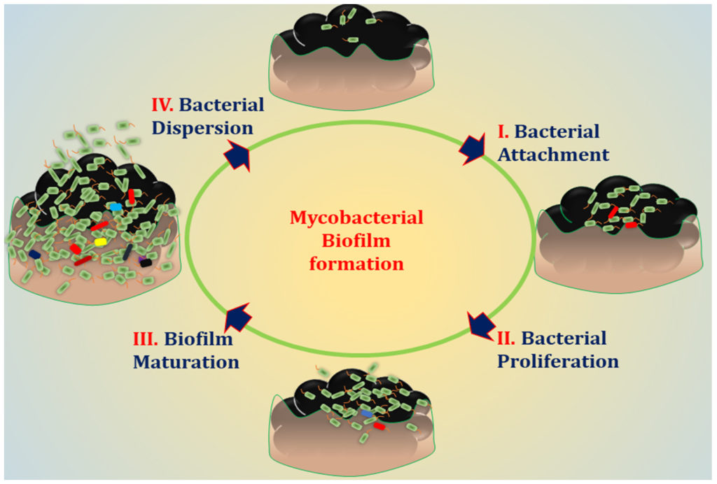 Novel Therapeutics: A Nemesis for Biofilm-forming Mycobacterium spp ...