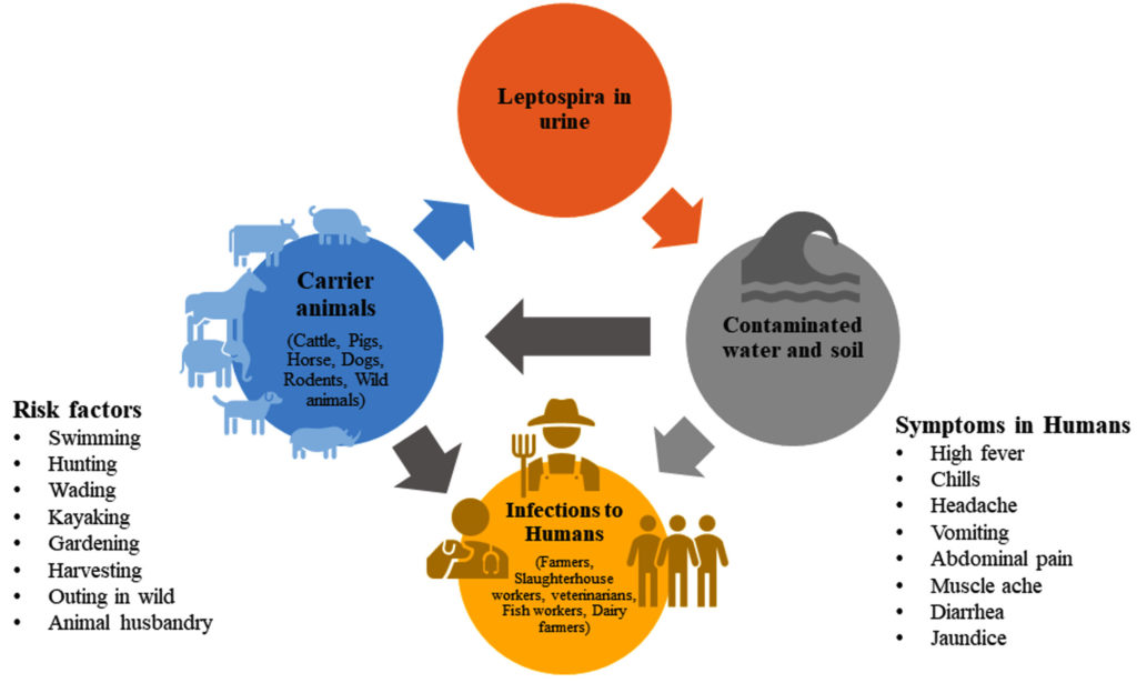 Epidemiological Status of Leptospirosis in India - Journal of Pure and ...