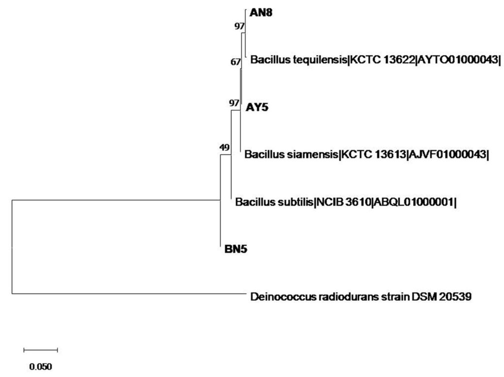 Probiotic Properties and Anti-inflammatory Activity of Bacillus spp ...