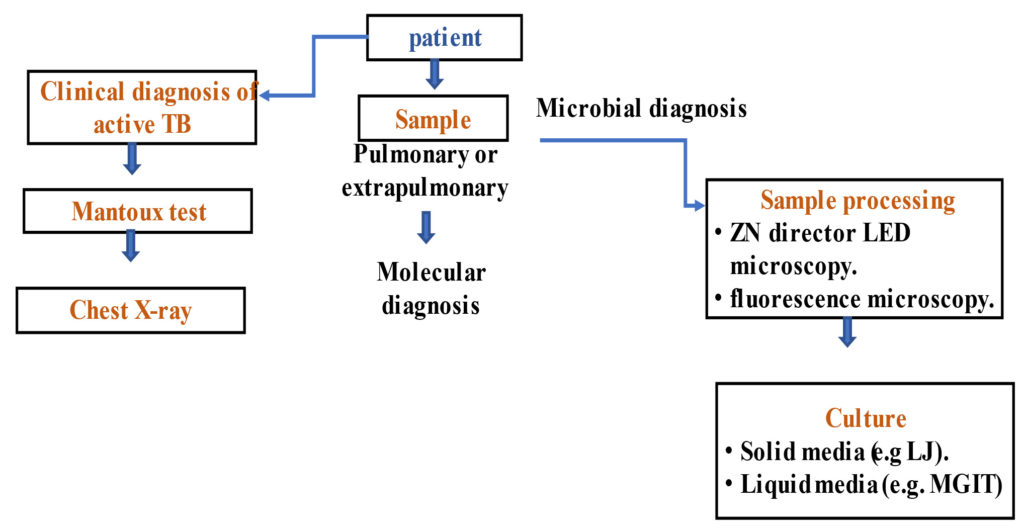 Tuberculosis Diagnosis and Detection of Drug Resistance: A ...