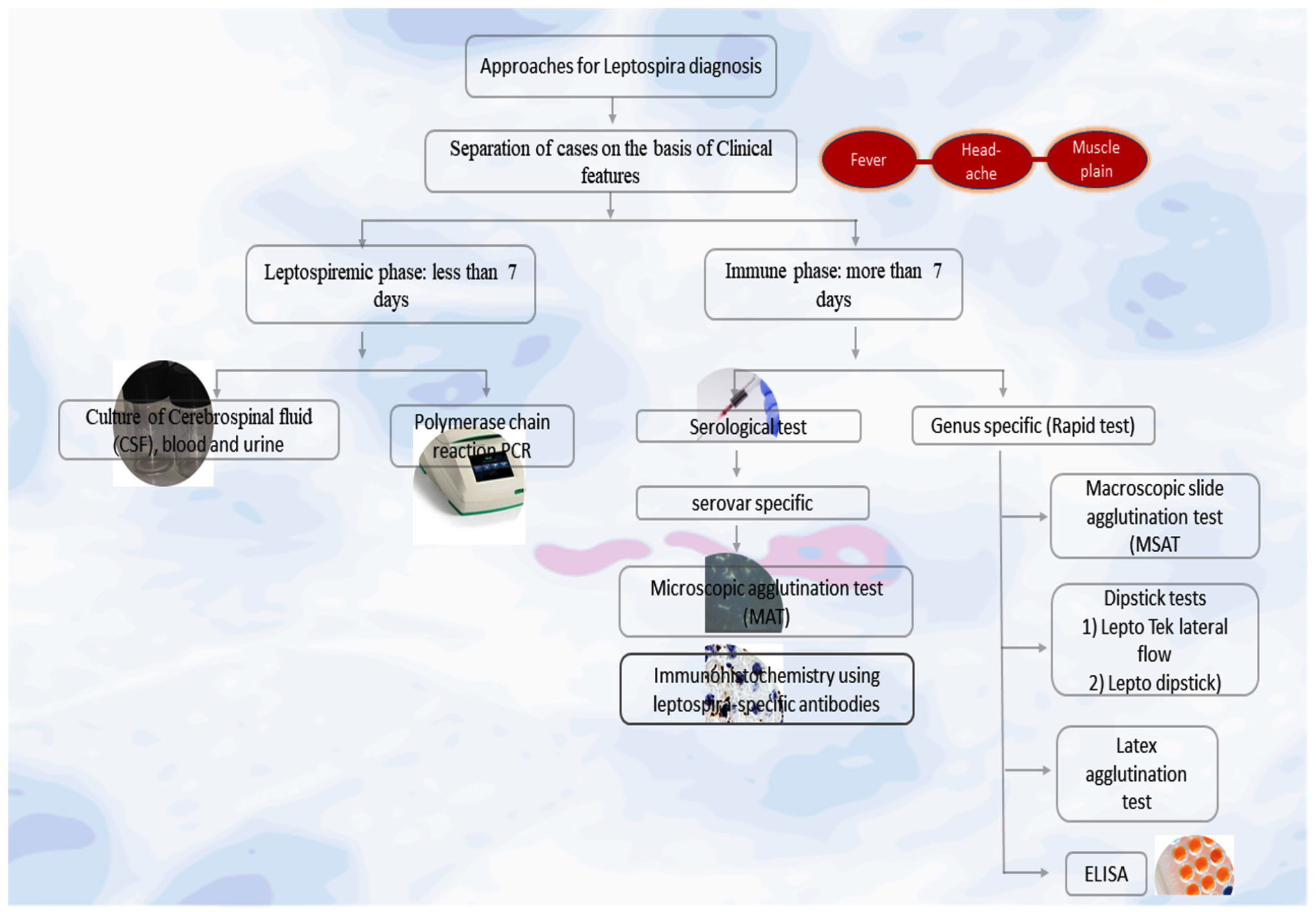 Epidemiological Status of Leptospirosis in India - Journal of Pure and ...