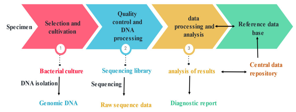 Tuberculosis Diagnosis and Detection of Drug Resistance: A ...