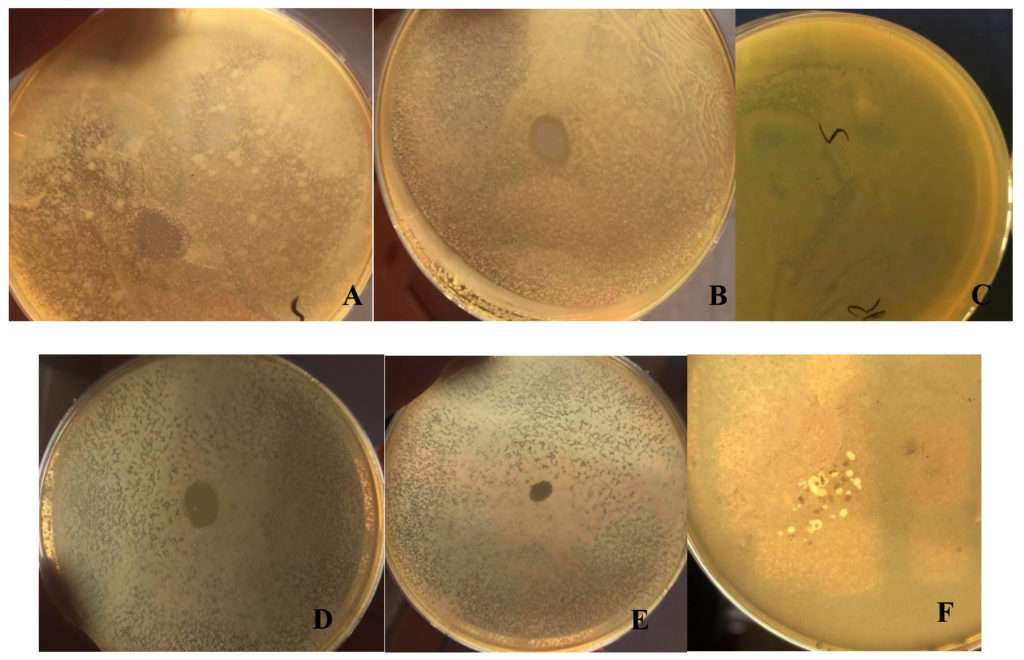 Antibacterial Activity of River Water Bacteriophage against Multidrug ...