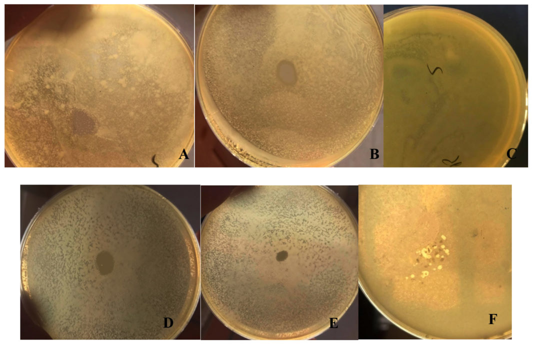 Antibacterial Activity of River Water Bacteriophage against Multidrug ...