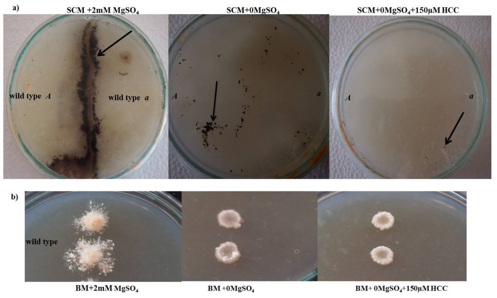 Functional Characterization of the Tmg-4 Magnesium Transporter with the ...