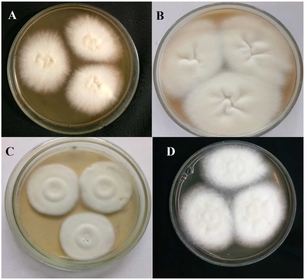 Clinical and Mycological Characterization of Chronic and Recurrent ...