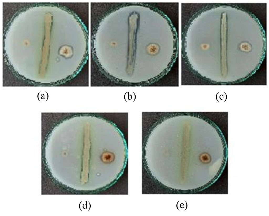 Extraction and Profiling of Antifungal Compounds Produced by ...