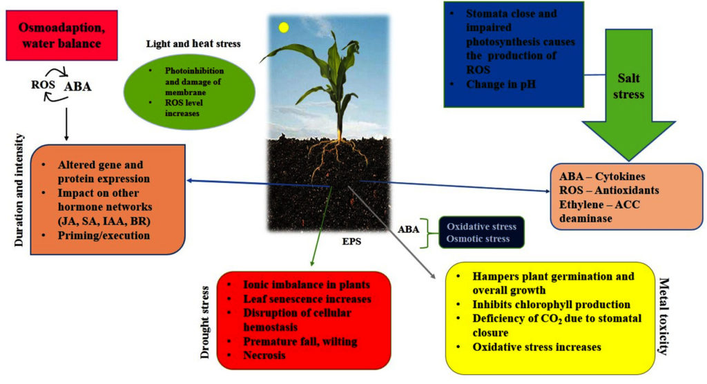 An Insight into the Role of Phenolics in Abiotic Stress Tolerance in ...