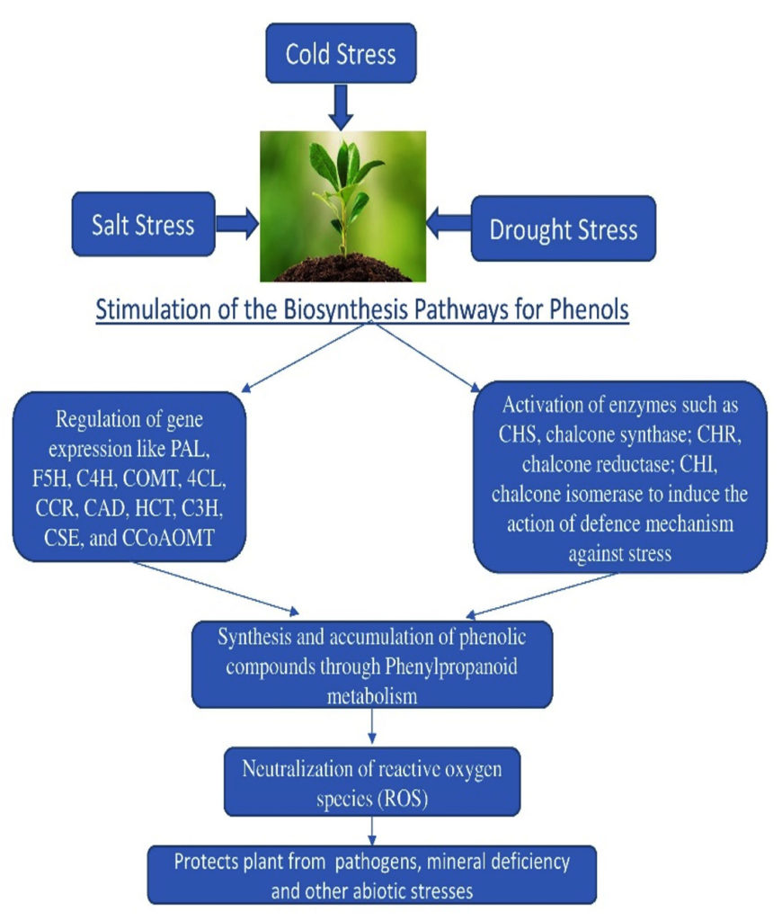 An Insight into the Role of Phenolics in Abiotic Stress Tolerance in ...