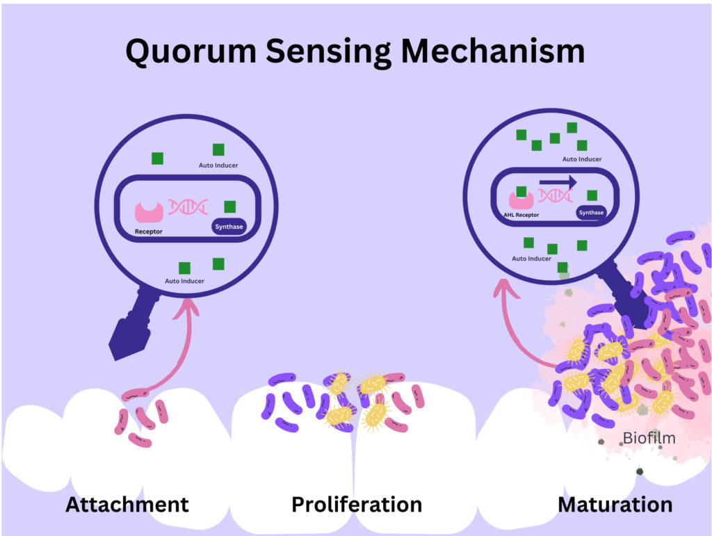Bioprospecting and Exploration of Phytochemicals as Quorum Sensing ...