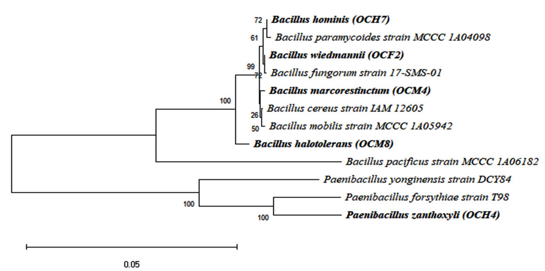 Grasshopper (Oxya chinensis) Gut Bacteria and their Cellulolytic ...