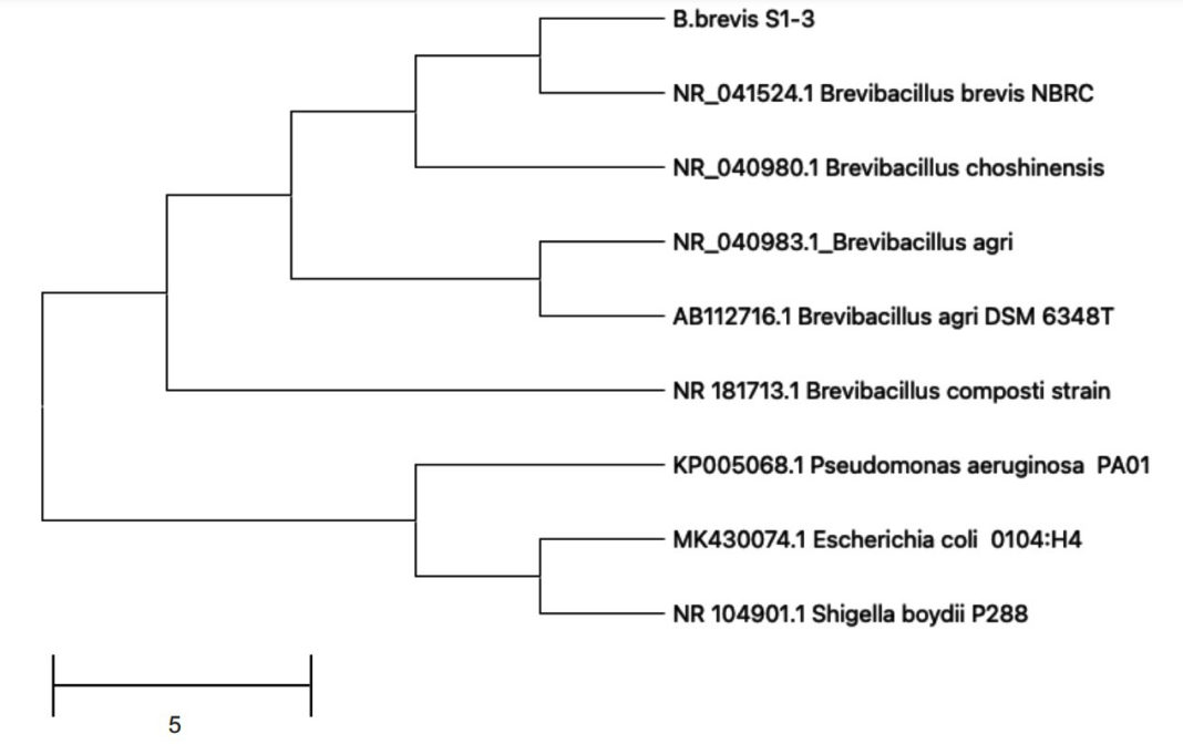 Panchagavya-Derived Brevibacillus brevis S1-3: Insights from the Draft ...
