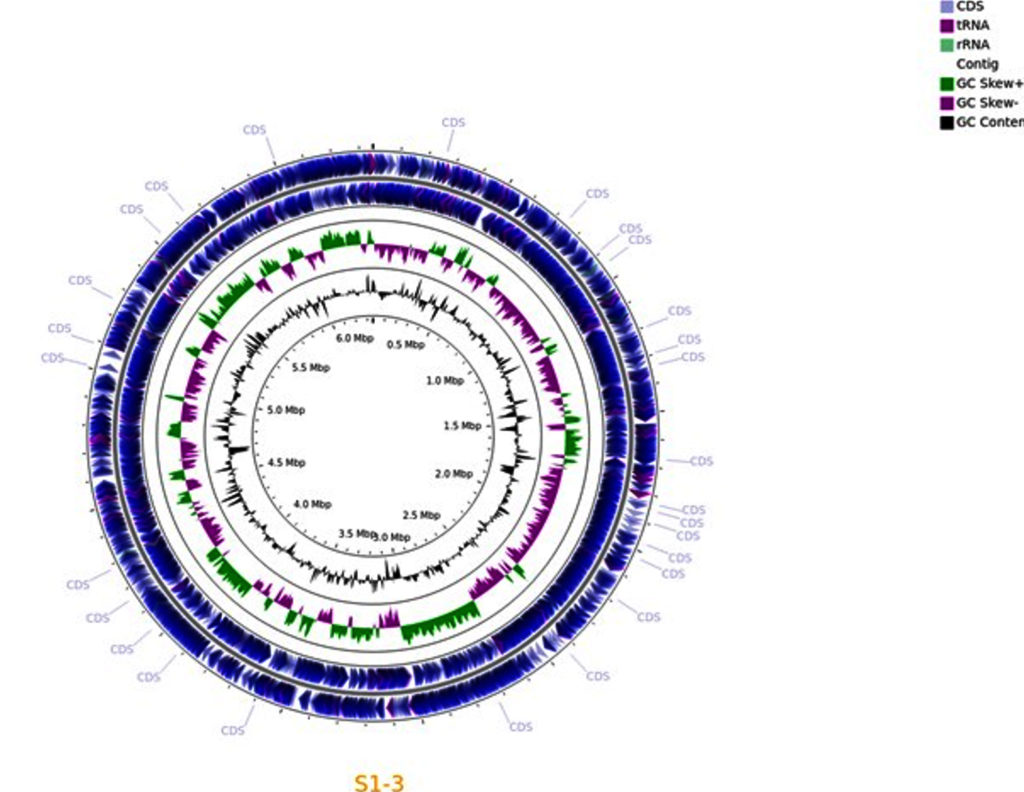 Panchagavya-Derived Brevibacillus brevis S1-3: Insights from the Draft ...