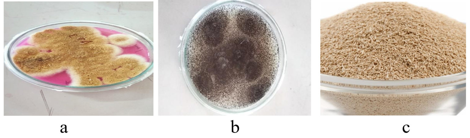 Bioethanol Production from Water Hyacinth (Eichhornia crassipes) using ...