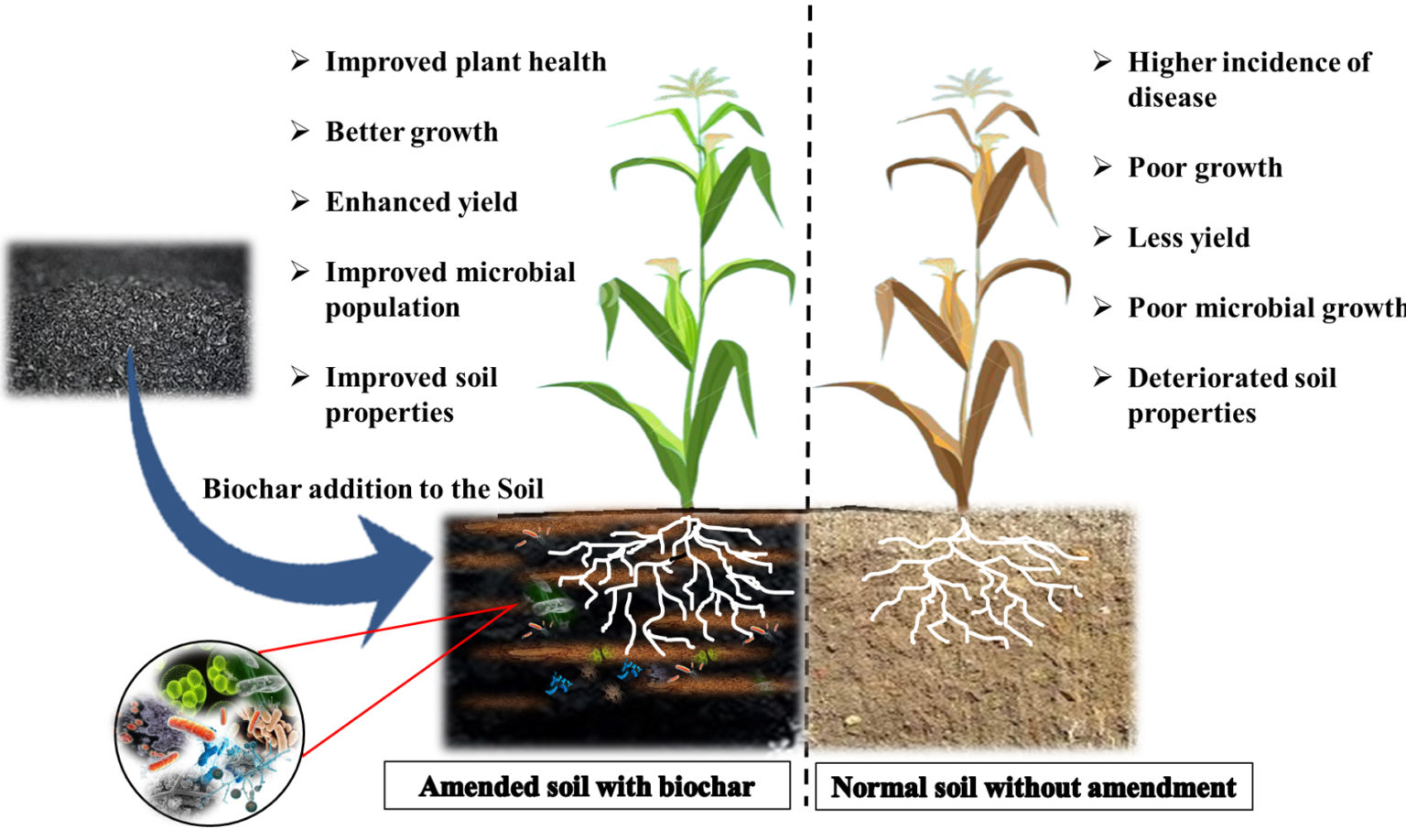 Biochar: A Comprehensive Review on a Natural Approach to Plant Disease Management – Journal of ...