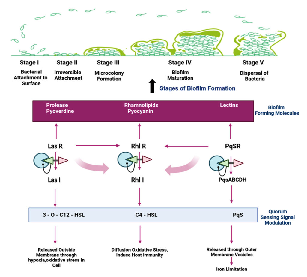 Insights on MDR Mechanism of Pseudomonas aeruginosa with Emphasis on ...