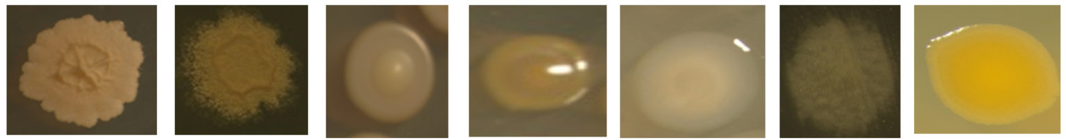 Optimization of Sterilization Parameters for Isolation of Endophytes ...