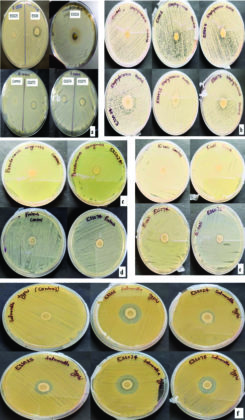 Optimization of Sterilization Parameters for Isolation of Endophytes ...