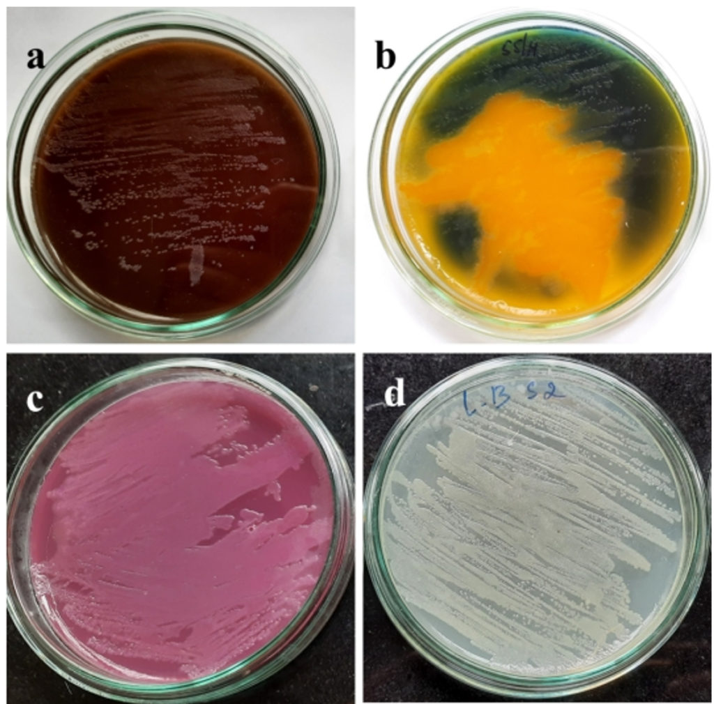Incidence of Bacterial Uropathogens and their Antibiotic Susceptibility ...