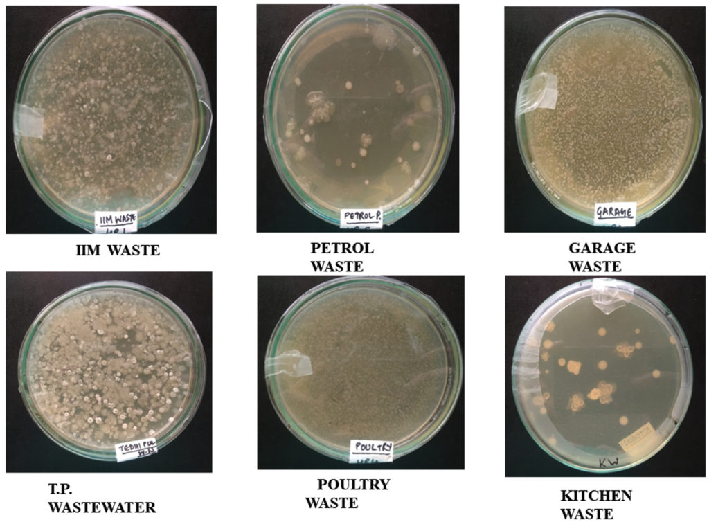 Screening and Characterization of Biosurfactant-producing Strains in ...