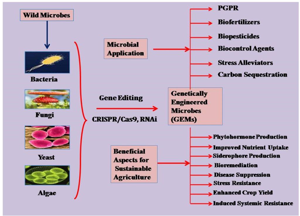 Microbial Engineering for a Greener Ecosystem and Agriculture: Recent ...