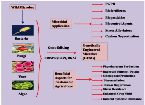 Microbial Engineering for a Greener Ecosystem and Agriculture: Recent ...