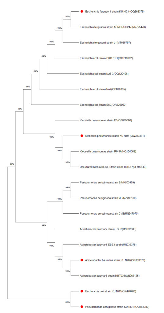 Incidence of Bacterial Uropathogens and their Antibiotic Susceptibility ...