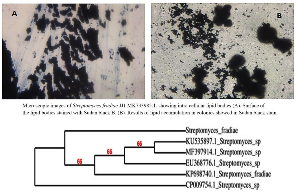 Biodiesel Production from Rice-Wash Water with Streptomyces fradiae ...