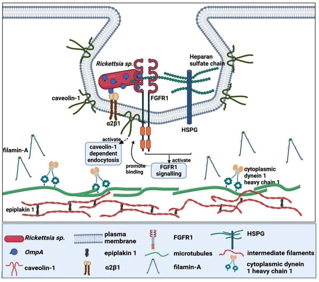 Role of Rickettsial Outer Membrane Protein A in the Pathogenesis of ...