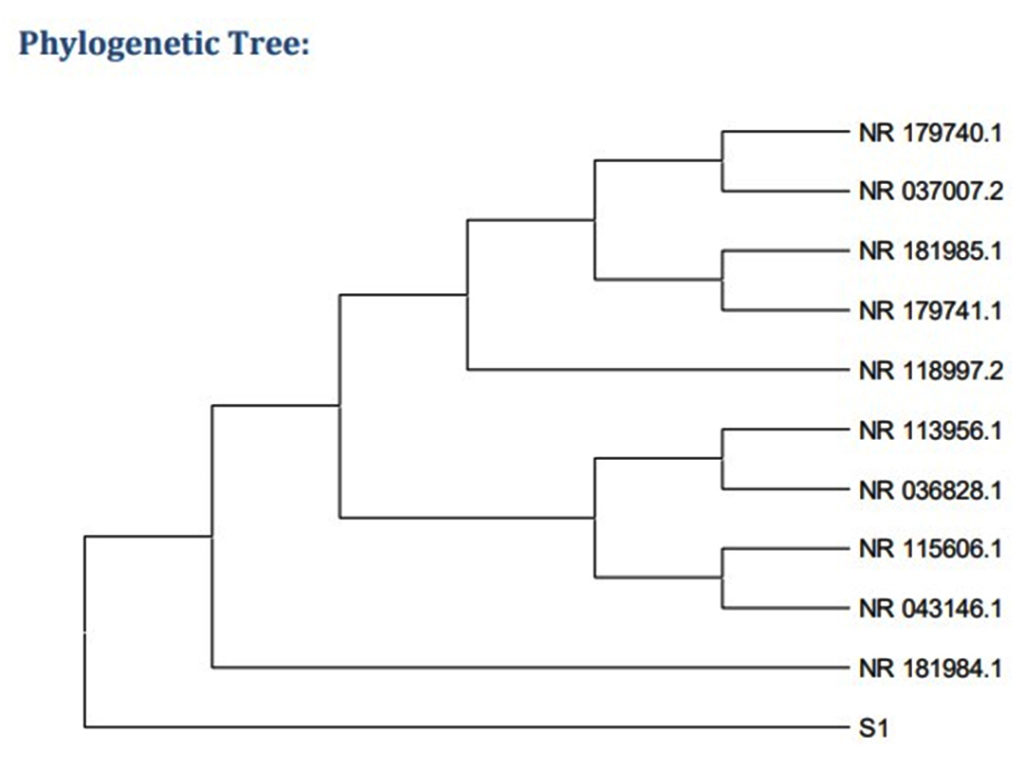 Antibacterial Activity of the Allium sativum Crude Extract against ...