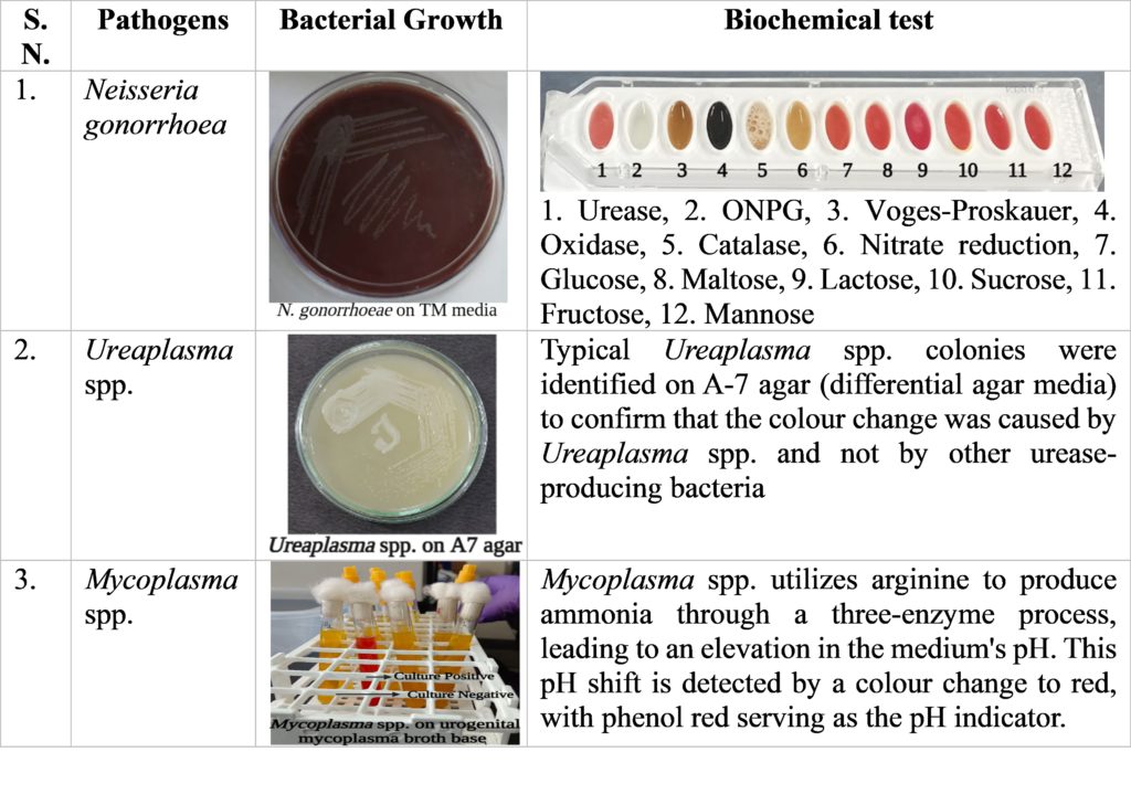 Identification and Antimicrobial Susceptibility Patterns of Neisseria ...