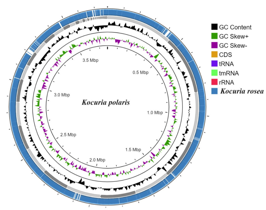 Survival Strategy, Metabolic Potential and Taxonomic Reframe of Kocuria ...