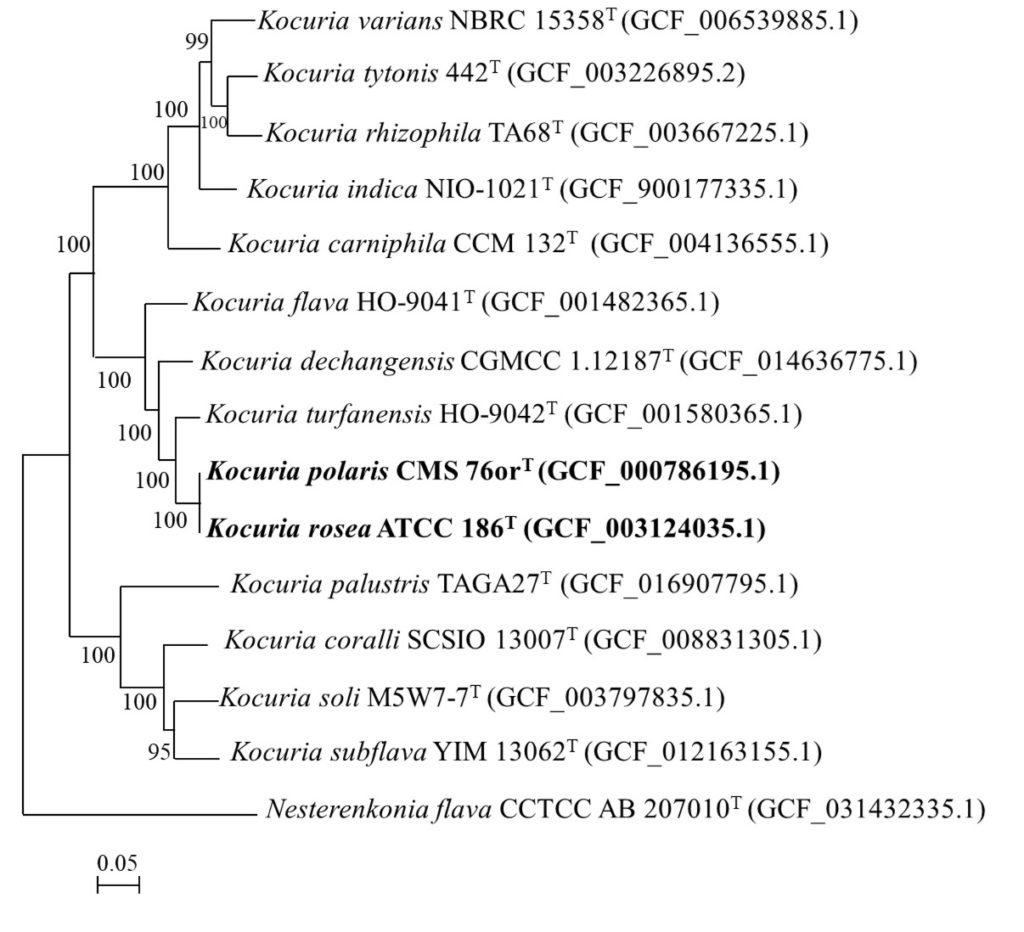 Survival Strategy, Metabolic Potential and Taxonomic Reframe of Kocuria ...