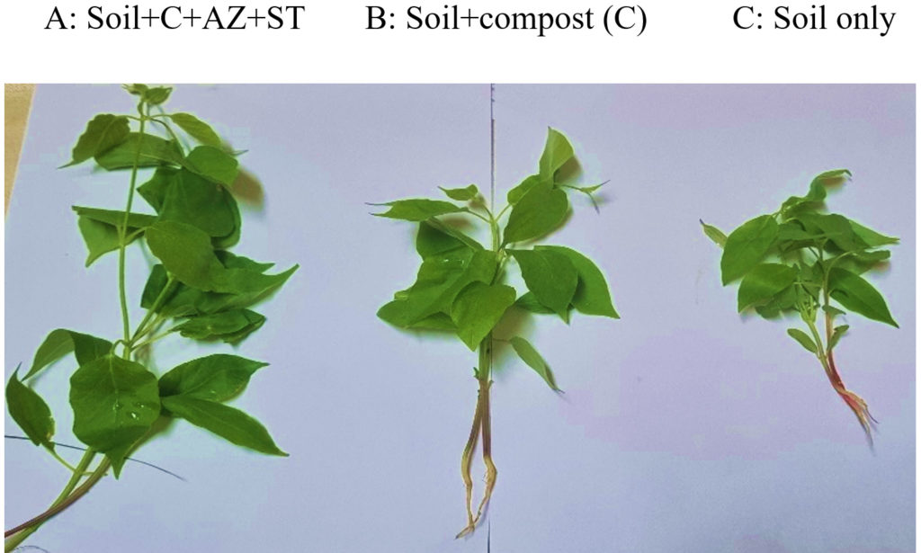 Enhancement of Plant Growth with Plant-Based Compost and the ...