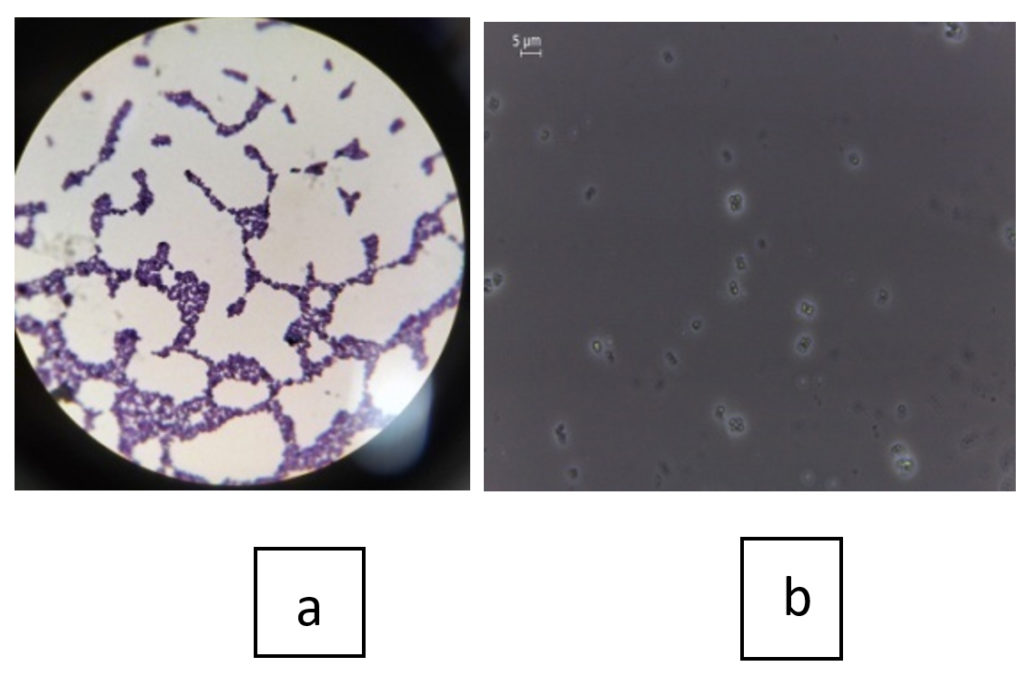 Isolation and Molecular Characterization of Pigment Producing Bacteria ...